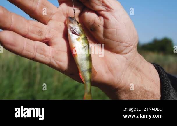 A small freshly caught perch on a hook in the hand of a fisherman ...