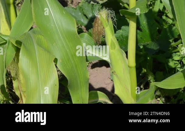 Ear corn closeup Stock Videos & Footage - HD and 4K Video Clips - Alamy