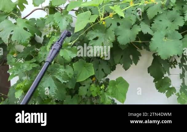 Grape diseases Stock Videos & Footage - HD and 4K Video Clips - Alamy