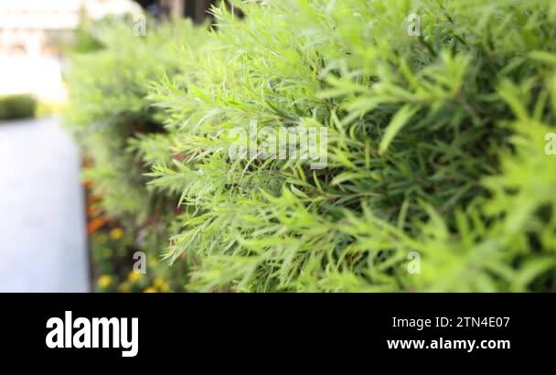 Green hedge texture background with leaves. Background with natural greenery and hedge with park ...