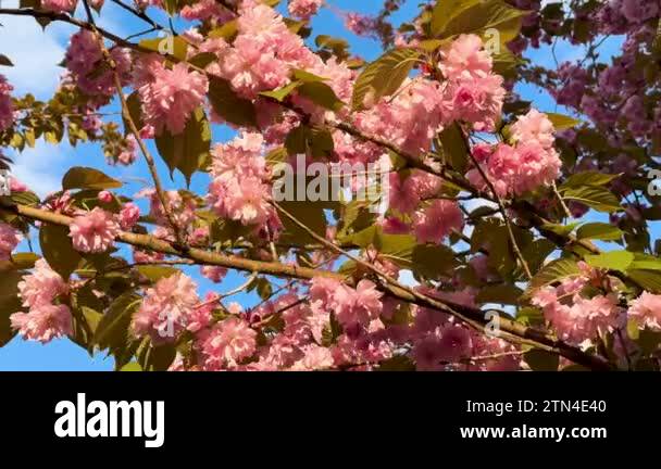 Sakura tree with pink flowers in spring bloom. A beautiful Japanese ...