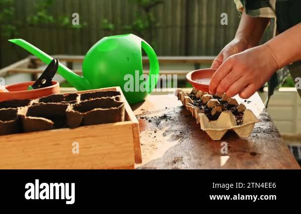 Close-up of farmer putting seeds into disposable peat cassettes with ...