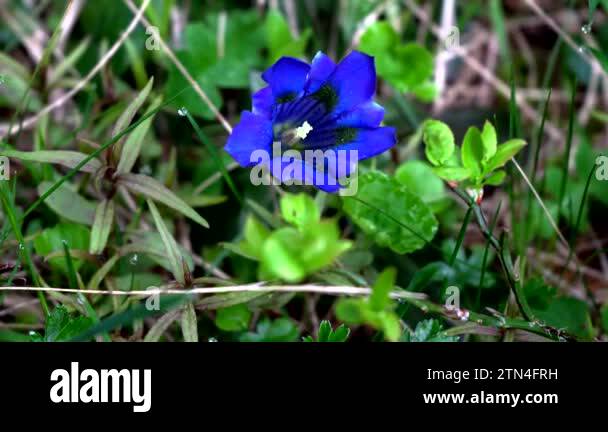 Blue spring gentian Stock Videos & Footage - HD and 4K Video Clips - Alamy