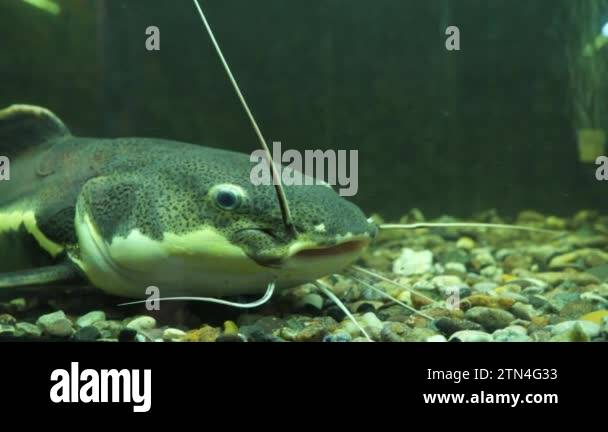 Sharptooth catfish Stock Videos & Footage - HD and 4K Video Clips - Alamy