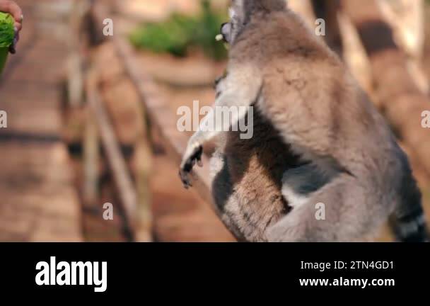 Zoo primates Stock Videos & Footage - HD and 4K Video Clips - Alamy