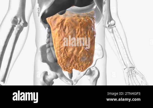 he peritoneum is a continuous membrane which lines the abdominal cavity ...