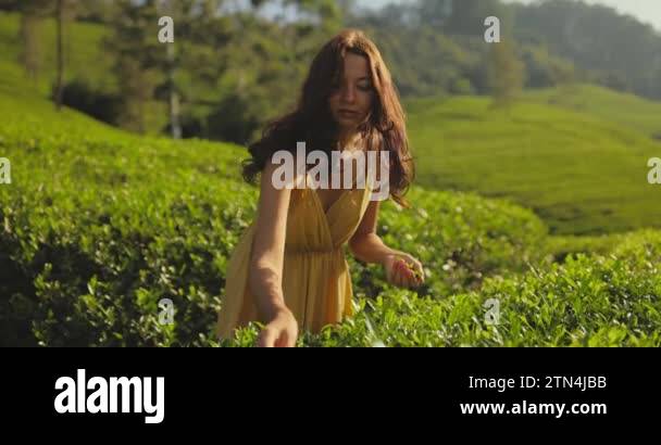 Traveler woman picking up green tea leaves in hand during her travel to ...