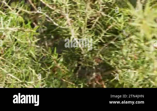 Parasitic fungus of juniper Gymnosporangium clavariaeforme forest pest ...