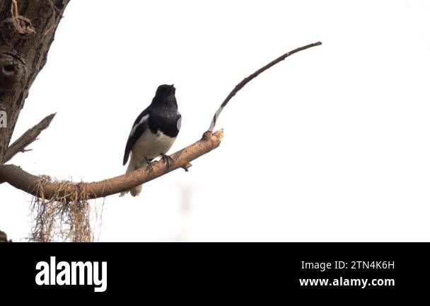 Bird catcher tree Stock Videos & Footage - HD and 4K Video Clips - Alamy