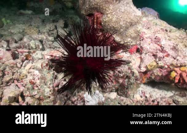 Sea urchin on coral on underwater coral reef in ocean on Maldives ...