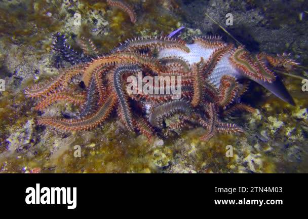 Undersea scene: Many large venomous Bearded fireworms (Hermodice ...