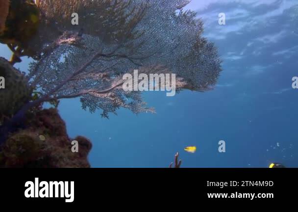 Striking coral reef with remarkable fish can be discovered in submerged ...