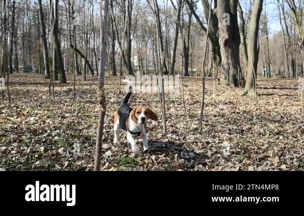 Bigl Stock Videos & Footage - HD and 4K Video Clips - Alamy