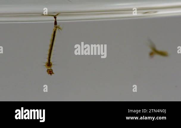 Mosquito larva in water new hatch baby born disease Dengue fever larvae ...