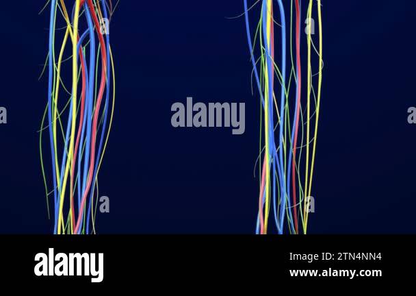 Human internal organs color Stock Videos & Footage - HD and 4K Video ...