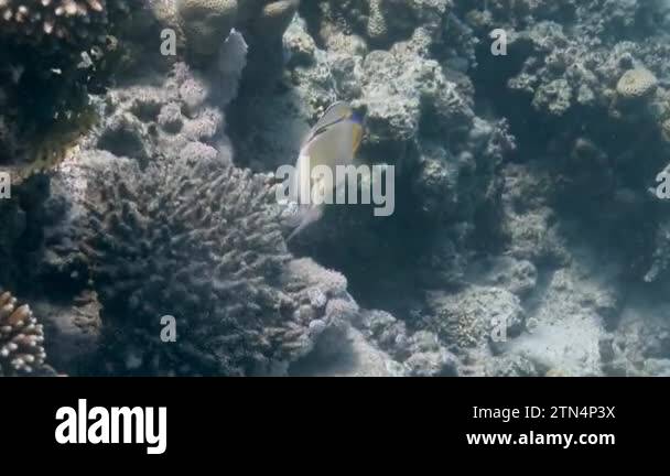 Close-up fish Painted Triggerfish Balistapus undulatus underwater on ...