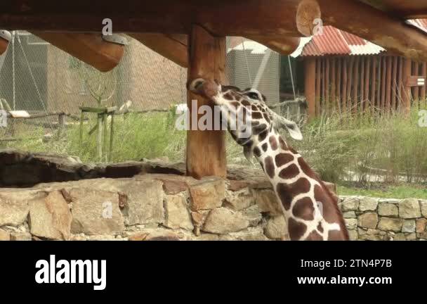 Reticulated giraffe (Giraffa camelopardalis reticulata), also known as the Somali giraffe Stock ...