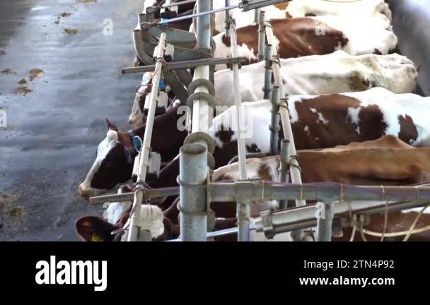 High view on process of milking cows by automatic industrial system on ...