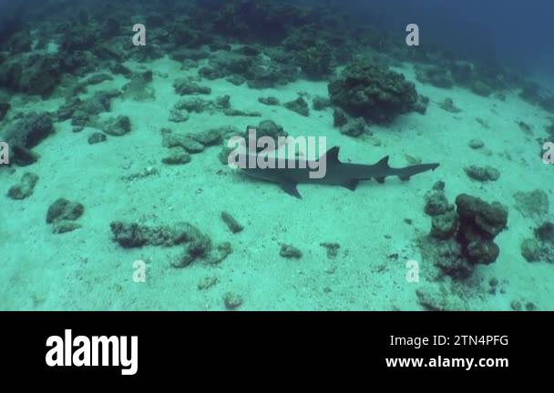 Shark underwater close-up at Isla Del Coco on bottom. Ocean floor hues ...