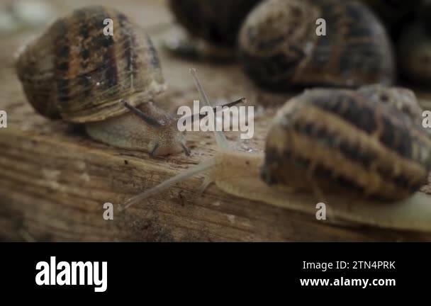 Two snails moving slowly to each other. Helix Aspersa Muller Snail ...
