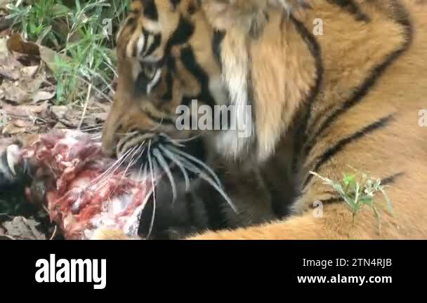 Sumatran Tiger, panthera tigris sumatrae eating raw meat goat bone ...