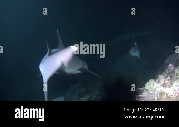 Underwater close-up of reef sharks in Isla Del Coco. Moment you plunge ...
