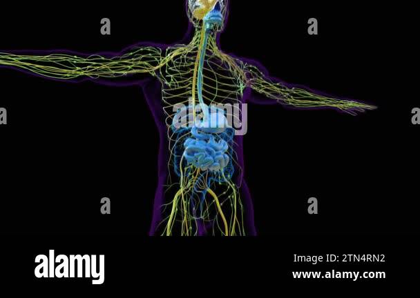 small intestine anatomy for medical concept 3D animation Stock Video ...