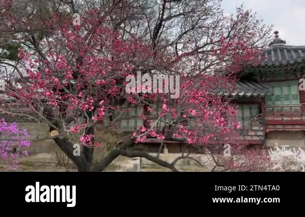 Sakura tree blooms in Changgyeonggung Palace. The palace was built by ...