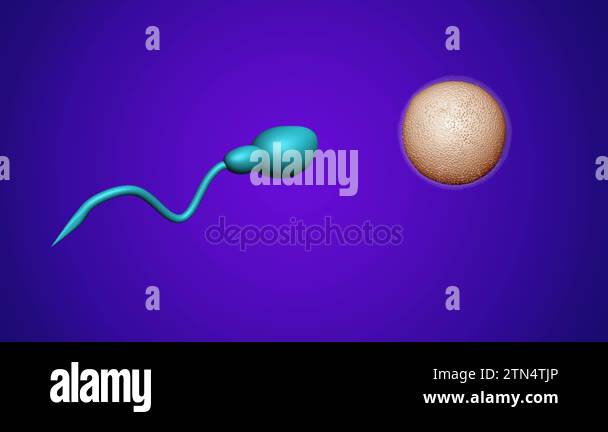 Sperm And Fertile Human Egg Insemination Concept In Vitro