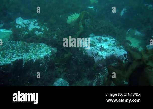 Underwater video in cold clear water of the Southern Ocean in ...