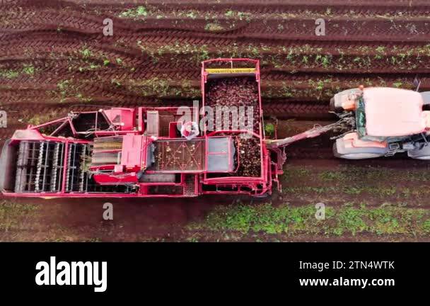 Harvesting sugar beet harvest Stock Videos & Footage - HD and 4K Video ...