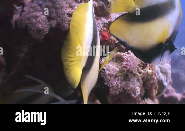 Gorgonian on background of school of red fish in corals underwater in ...