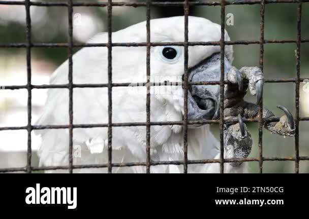 Caged white cockatoo with expression of sadness and claw grating in ...