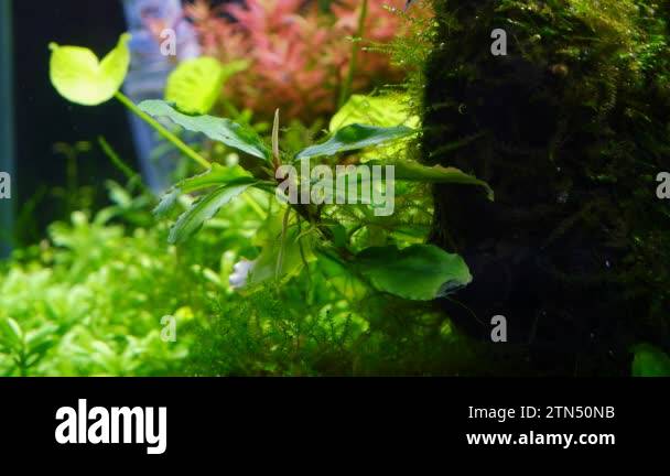 Bucephalandra sp plant leaf and bud, java moss oxygenate air bubbles in ...