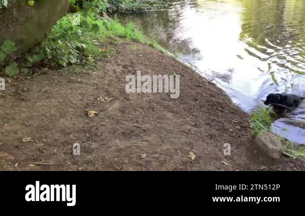 Funny black labrador retriever Stock Videos & Footage - HD and 4K Video ...