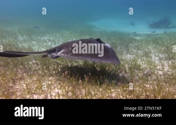 Dasyatis Americana southern stingray swimming in underwater floor of ...