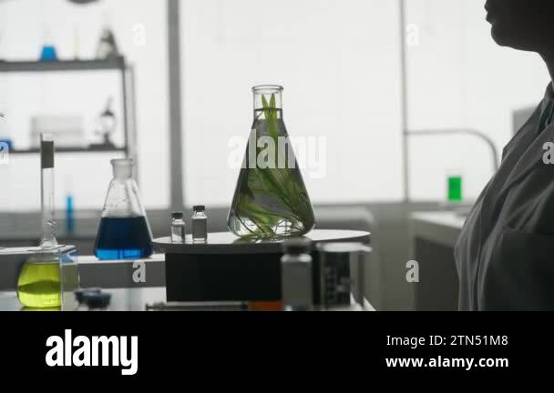 A plant in an Erlenmeyer flask for an experiment close up. The woman ...