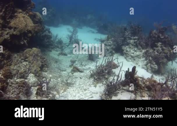 Graceful reef shark about on sandy bottom of Caribbean sea. With first ...