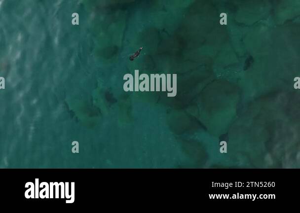 Vertical migration ocean Stock Videos & Footage - HD and 4K Video Clips ...