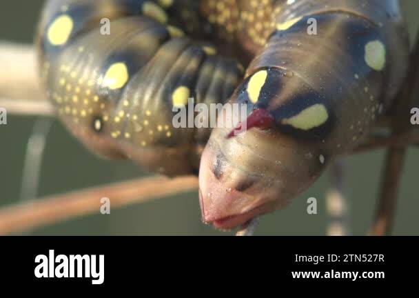 Elephant hawk moth larvae Stock Videos & Footage - HD and 4K Video ...