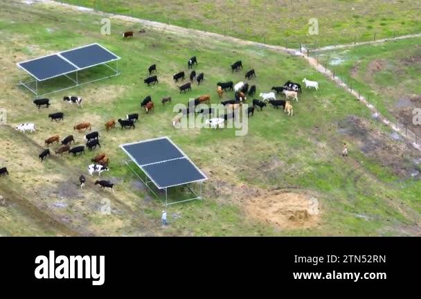 Aerial view of cowmen taking care of cattle on feedyard. Feeding of ...