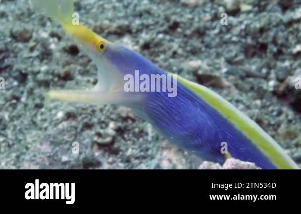 Blue and yellow ribbon eel Stock Videos & Footage - HD and 4K Video ...