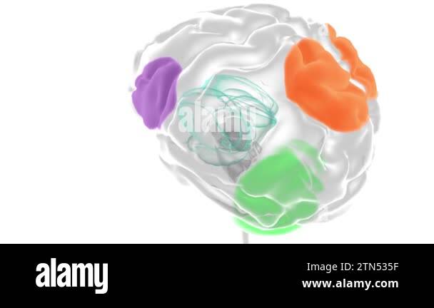 Parietal Cortex Stock Videos And Footage Hd And 4k Video Clips Alamy