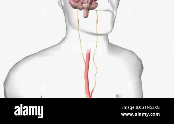 Firing mouth Stock Videos & Footage - HD and 4K Video Clips - Alamy