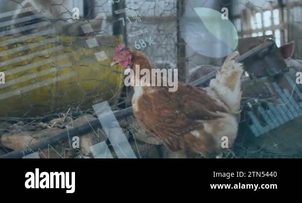 Animation of infographic interface over hen walking and pigs in cage at ...