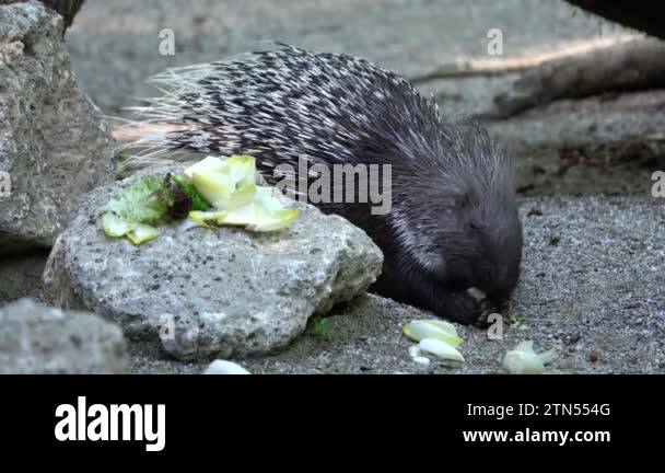 The Indian crested Porcupine, Hystrix indica or Indian porcupine is a ...