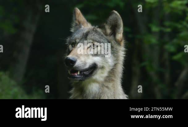 Eurasian wolf, (Canis lupus lupus), also known as the common wolf Stock ...