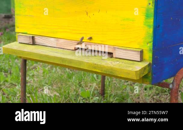 Flying Bees Into Beehive. Beautiful nature animals video of bees flying ...