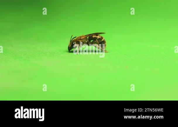 Solitary bee on a green background. It's called a Ivy Bee, Colletes ...