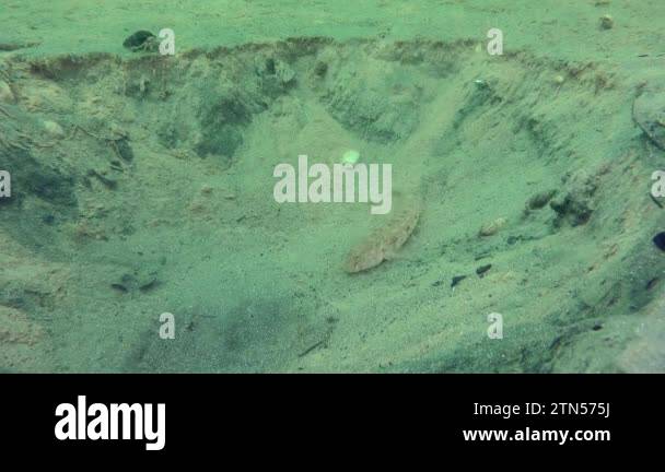 Inhabitants of the anchor trail: sand slowly flows into the ditch made ...